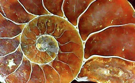 Microscope Fossil Cross Section 01 Photograph By Michael Lavine