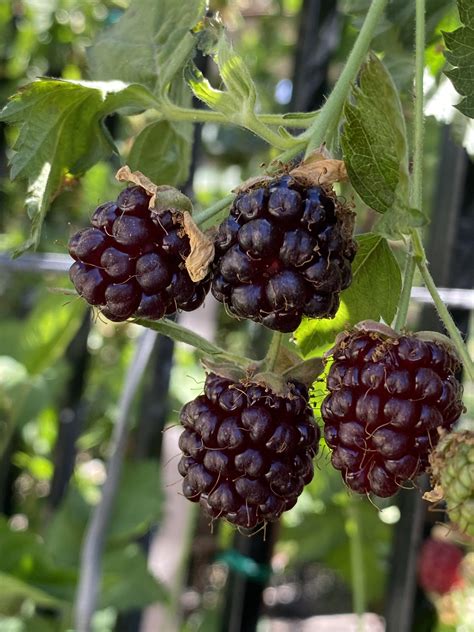 Have Seen These Berries For A Long Time But Have Never Known What They Are Or If They Are Safe