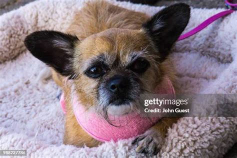 945 Little Coco Stock Photos, High-Res Pictures, and Images - Getty Images