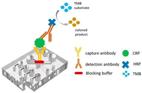 Biosensors Free Full Text Rapid Microfluidic Immuno Biosensor Detection System For The Point