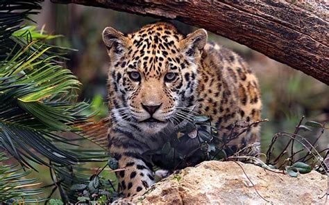 Jaguar Descripción y características