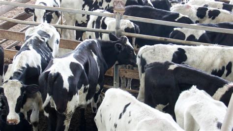 MLA Report Dairy Beef Equal To British Breeds The Weekly Times