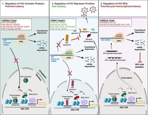 Hiv Latency And Rna Hiv