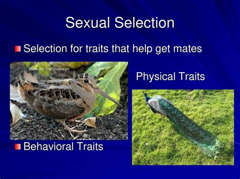 Natural Selection Fitness Individuals Ability To Ppt Download