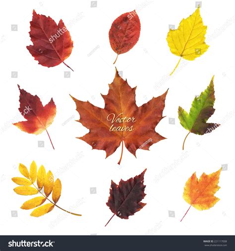 Autumn Leaves Set Vector Illustration Stock Vector Royalty Free
