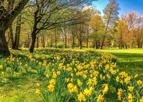 Daffodils How To Plant Grow And Care For Daffodil Flowers The Old