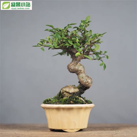 适合做盆景的榆树品种 旱式榆树盆景 榆树盆景 第11页 大山谷图库