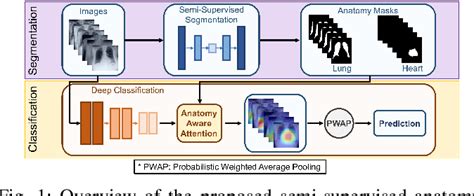 Figure From Anatomy Xnet An Anatomy Aware Convolutional Neural