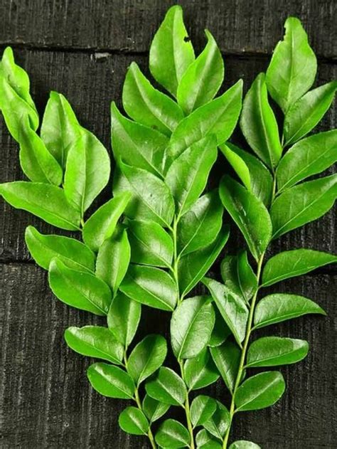 करी पत्ते का पानी पीने से होंगे ये फायदे