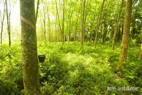 西双版纳“摇钱树”，亩产千斤、逼走象群，农民靠它年入几十万 知乎