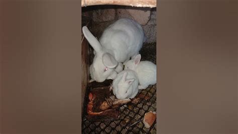 милый кролики белоснежки с красными глазами Youtube