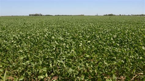 Arrasar Para Cultivar Una Radiografía De La Deforestación En Argentina