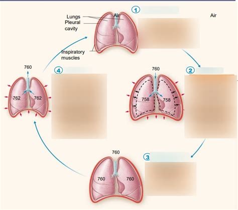 Pulmonary Ventilation Diagram Quizlet
