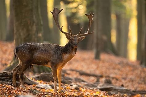 가을 자연에서 숲에 서 장엄한 Fallow 사슴 가을에 대한 스톡 사진 및 기타 이미지 가을 갈색 계절 Istock