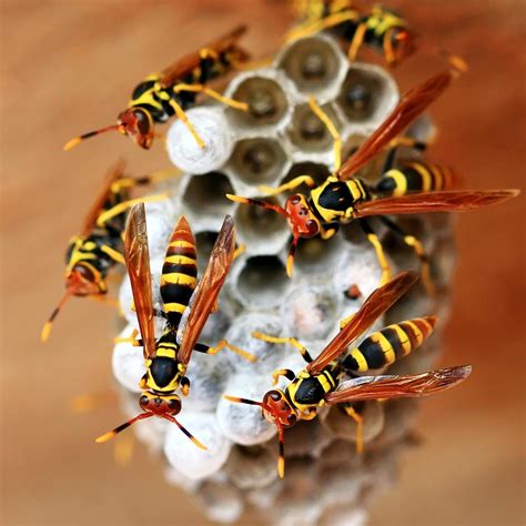 A Few Things To Know About Wasp Nest Removal Colorado Pest Management