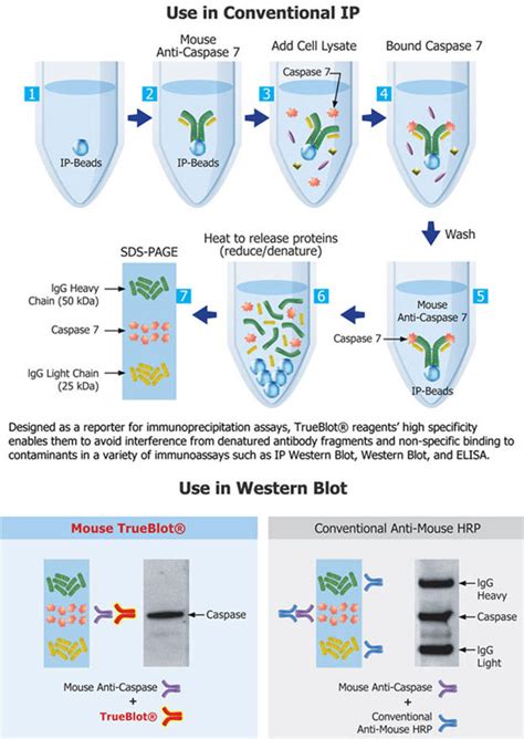 Trueblot For Optimum Western Blots After Ip Biomol Blog Resources