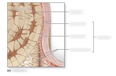 Anatomy Of Long Bone Pt Diagram Quizlet