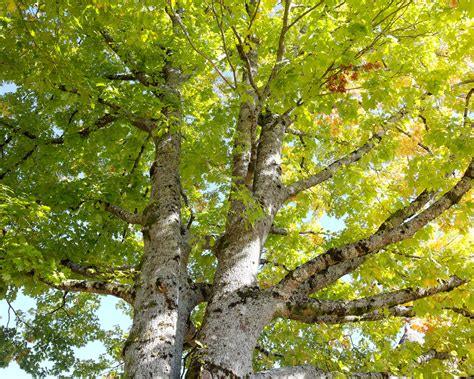 Red Oak Tree Care And Growing Guide Gardeningetc