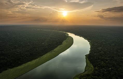 Delfines Rosados Del Amazonas Las Recientes Víctimas Del Cambio