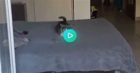 Catnip  On Imgur