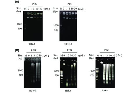 Dna Ladder Analysis Notes Cells Were Incubated With The Indicated