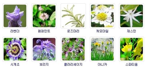 봄 여름 가을 겨울 꽃 이름과 야생화 허브 알아보기 네이버 블로그