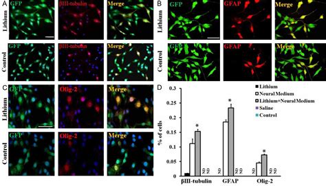 Figure 1 From Lithium Enhanced Cell Proliferation And Differentiation