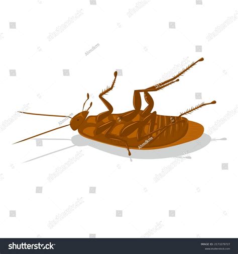 111 Ilustraciones De Blattodea Ilustraciones Imágenes Y Vectores De