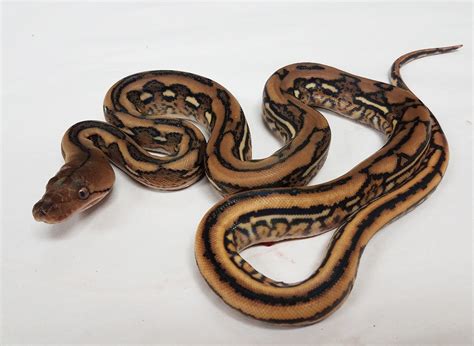 Selayer Dwarf Reticulated Python Traits Morphpedia