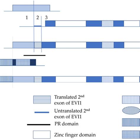 Diagram Illustrating The Relationship Between Evi1 Mds1evi1 And