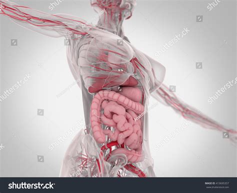Torso Anatomy Female Female Upper Torso Anatomy Human Female