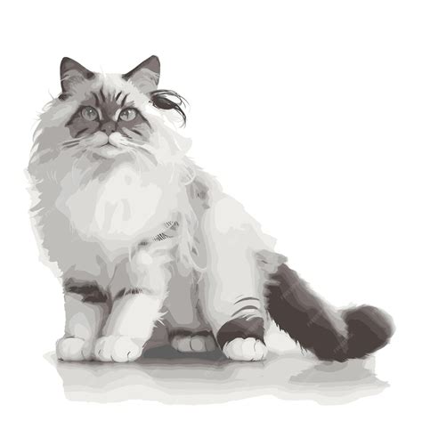 Premium Vector Graceful Ragdoll Vector Illustration Editable Cat