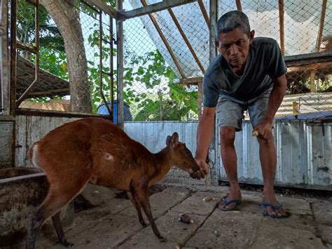 Tobat Jadi Pemburu Bapak Di Ponorogo Mendedikasikan Diri Untuk Satwa