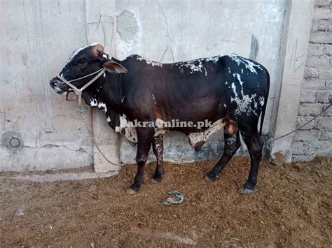 Bachra For Qurbani Animal Qurbani Sale 2024