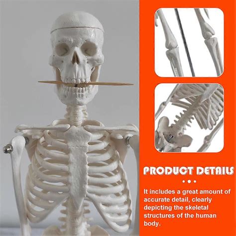 Medical Anatomical Skeleton Human Skeleton Model Scientific Model For
