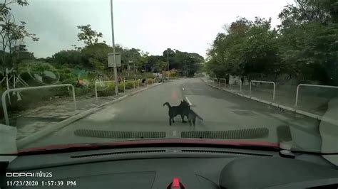 車cam直擊 咁岩得咁橋 一齊過馬路 嚇到狗撞狗 Youtube