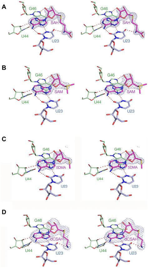 Crystal Structures Of The Samsah Riboswitch Rna Bound To Six Different