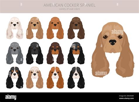 Américain Cocker Spaniel Toutes Les Couleurs De Manteau Clipart