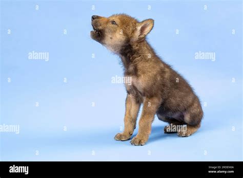 European Gray Wolf Canis Lupus Lupus Sitting Howling Sideways Pup