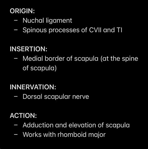 Rhomboid Origin And Insertion