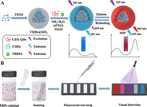 Schematic Illustration Of The Fabrication Process Of The Molecularly