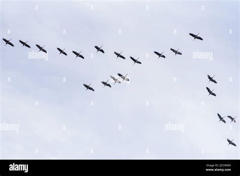 The Common Crane Grus Grus Also Known As The Eurasian Crane Is A