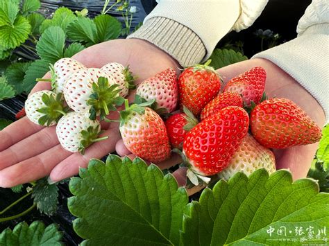 张家川县木河乡庄河村大棚草莓“元旦”上市！图 天水在线