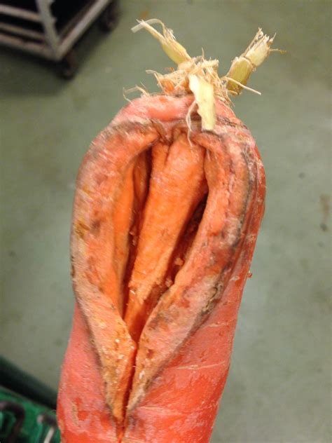 Pussy Carrot Album On Imgur