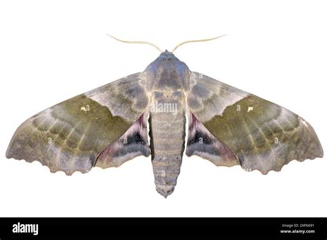 Modest Sphinx Moth Pachysphinx Modesta Photographed On White New