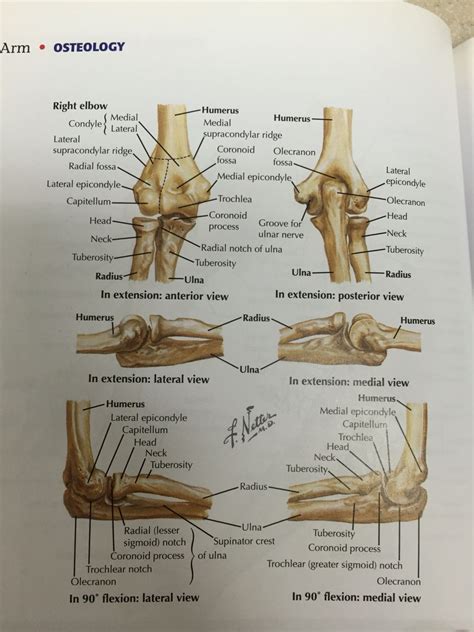 Supinator Crest Of Ulna