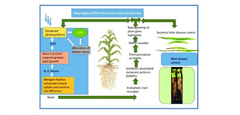 A Synoptic Diagram Of The Interactions Of Plants And Endophytes That