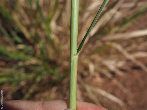 Panicum Decompositum Var Decompositum