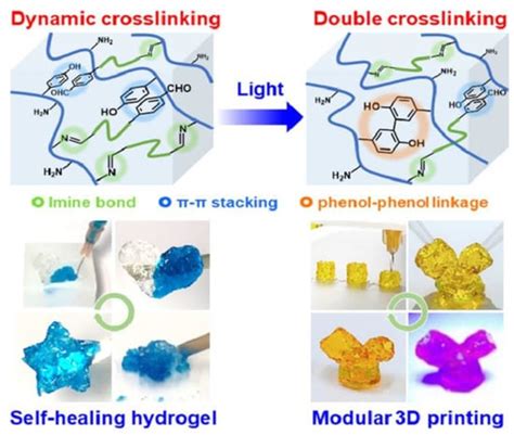 Pharmaceutics Free Full Text 3D Bioprinted Chitosan Based Hydrogel