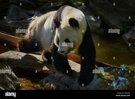 panda bear behaviour in the nature habitat portrait of giant panda ailuropoda melanoleuca